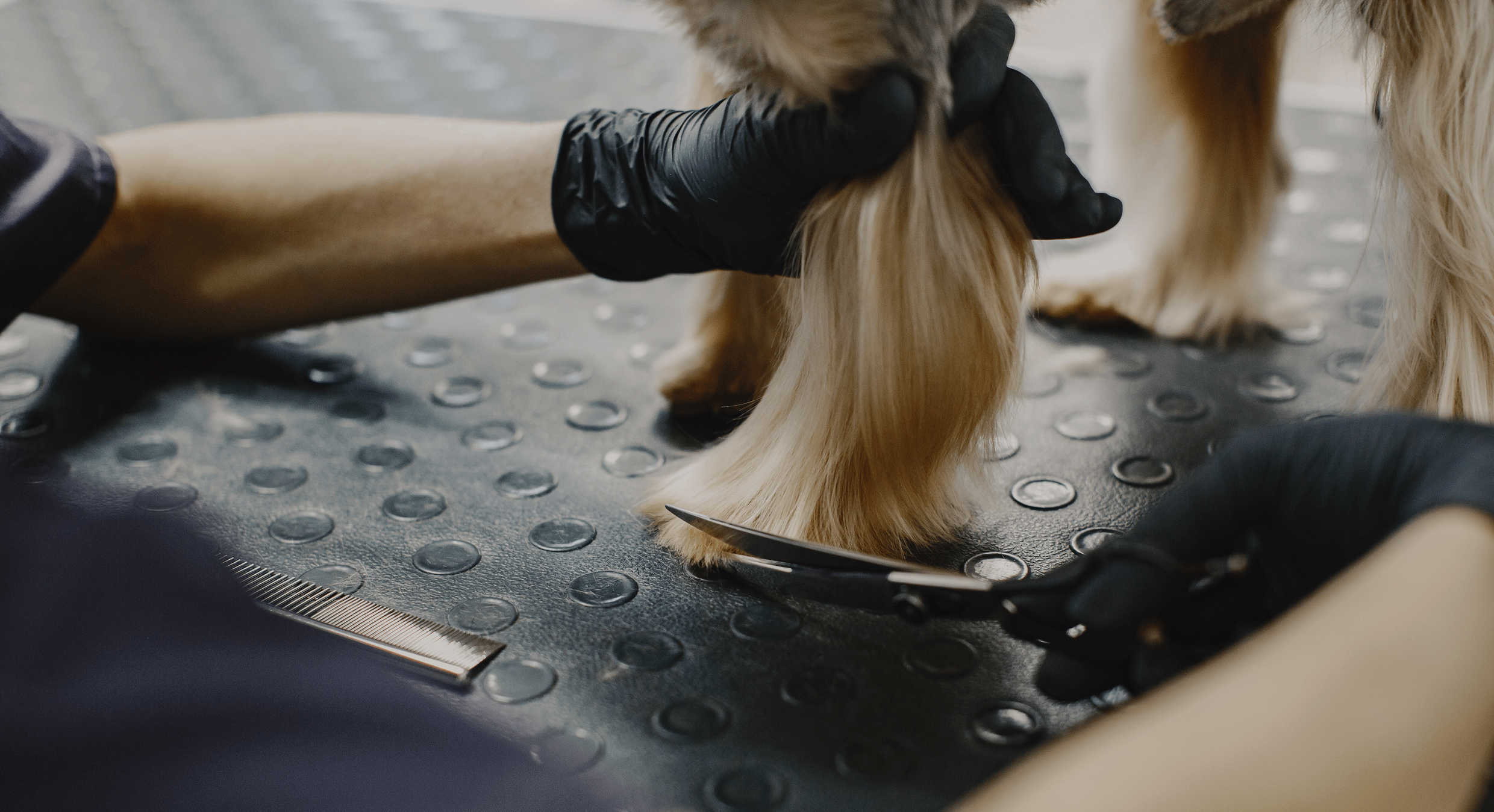 Toilettage canin à domicile à Braine-le-Château, dans le Brabant & le ...
