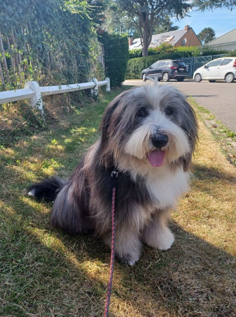 Toilettage canin à domicile à Braine-le-Château, dans le Brabant & le ...